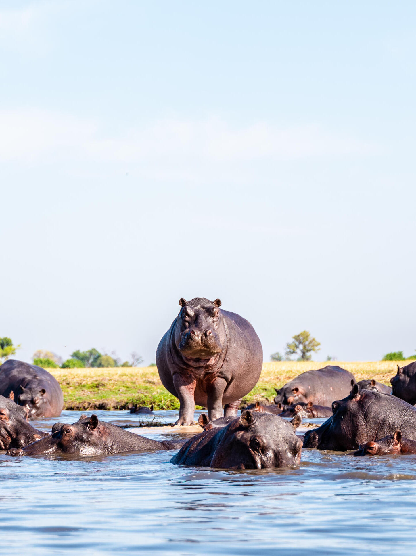 Chitabe Lediba - Coral Tree - Botswana Family Holidays