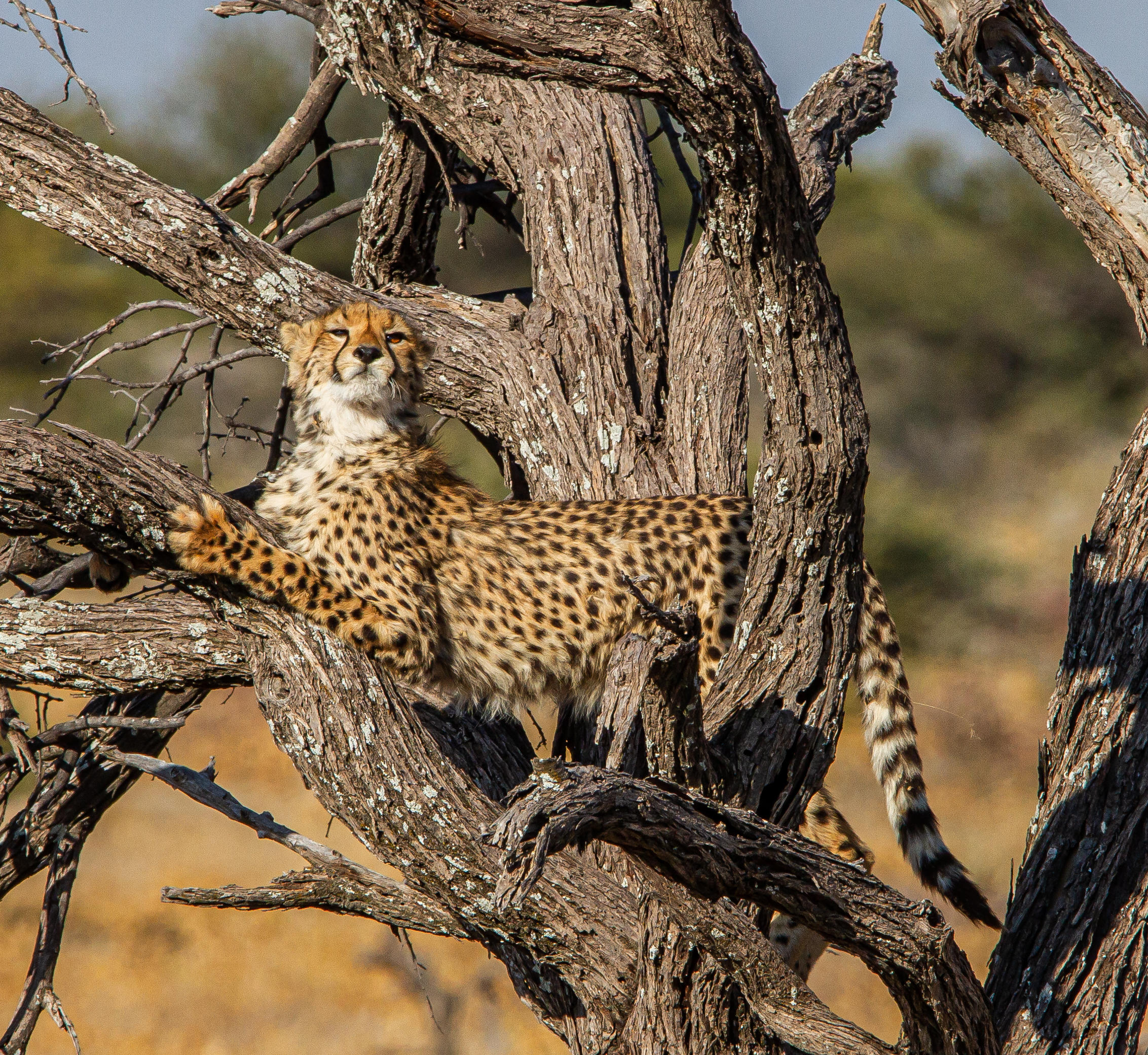 Mushara Bush Camp - Coral Tree - Namibia Family Holidays Destinations