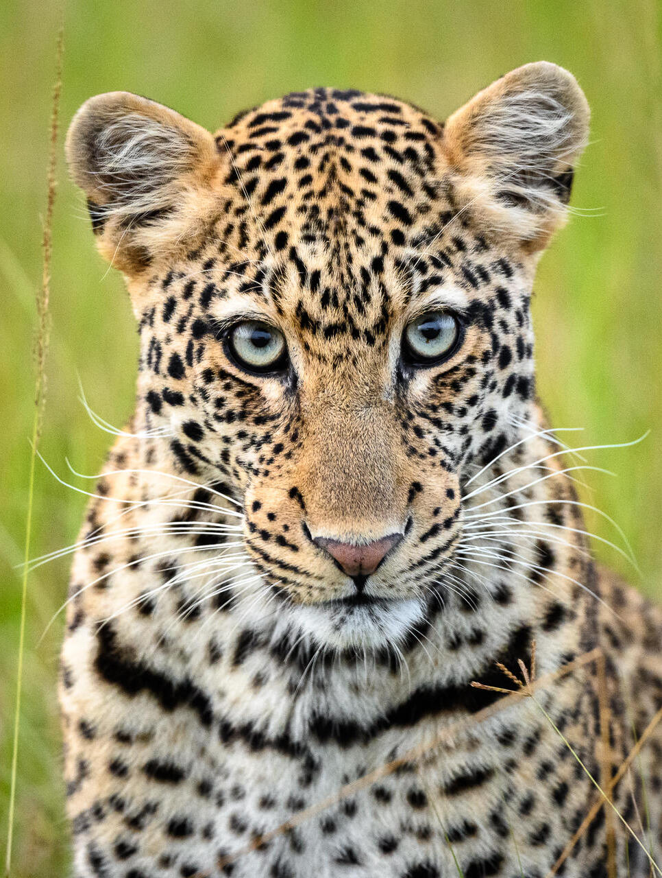 Akagera National Park - Coral Tree - Rwanda Holidays