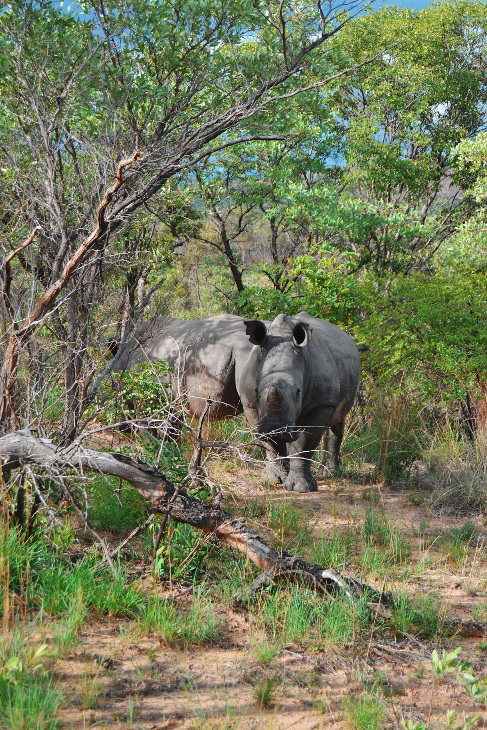 Matobo National Park - Coral Tree - Zimbabwe Safari Holidays
