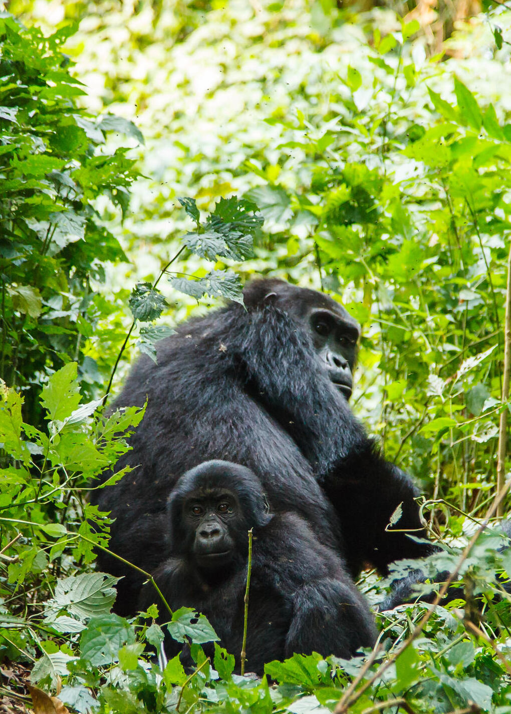 Volcanoes National Park Safaris - Coral Tree - Rwanda Holidays